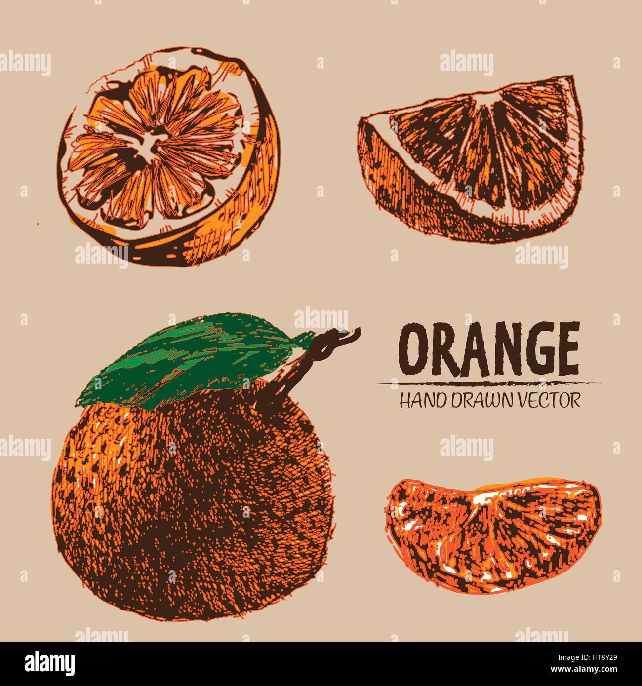 Digital vector detailed color orange hand drawn retro illustration ...