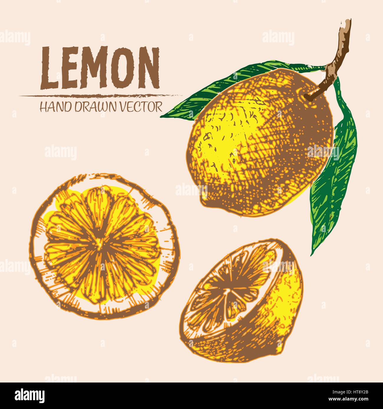 Digital vector detailed color lemon hand drawn retro illustration ...