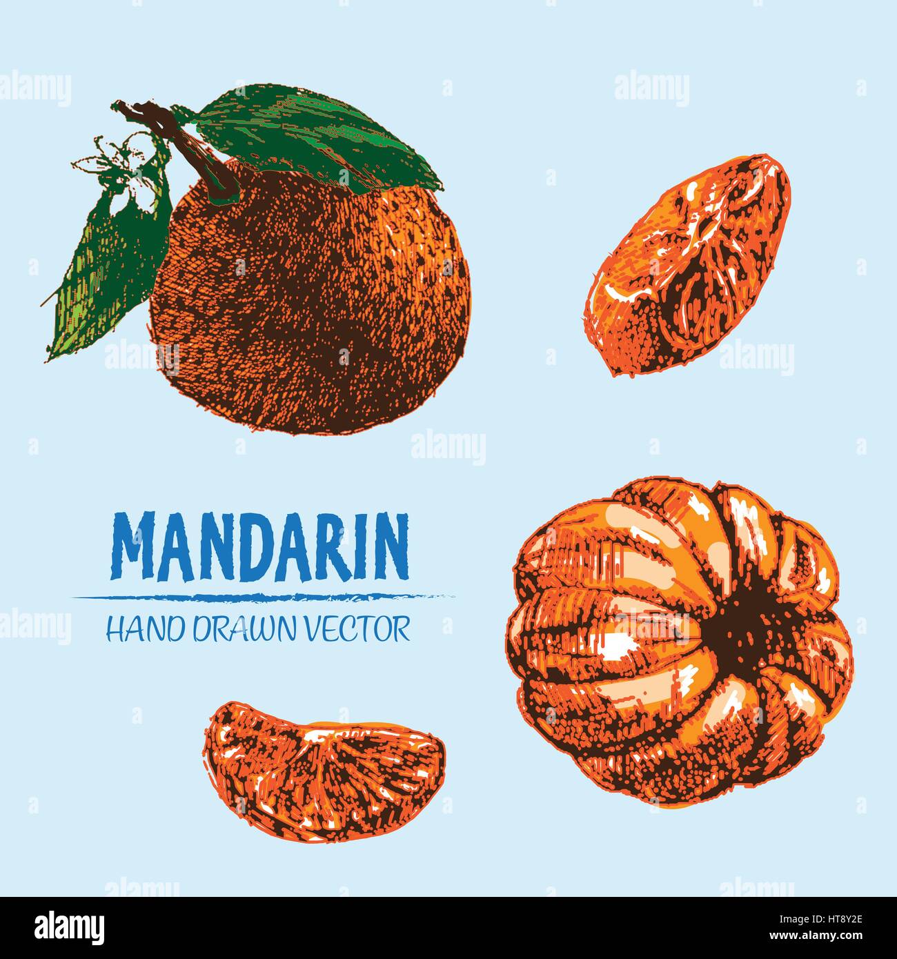 Digital vector detailed color orange mandarin hand drawn retro ...