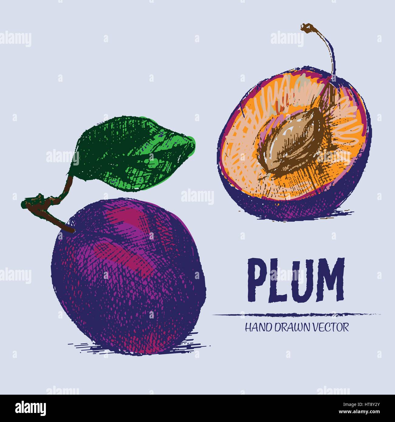 Digital vector detailed color plum hand drawn retro illustration ...