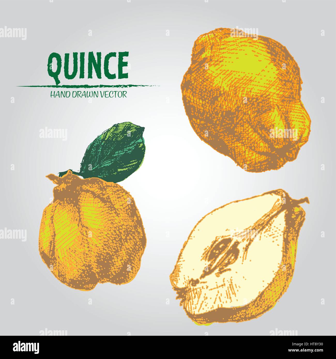 Digital vector detailed color quince hand drawn retro illustration ...