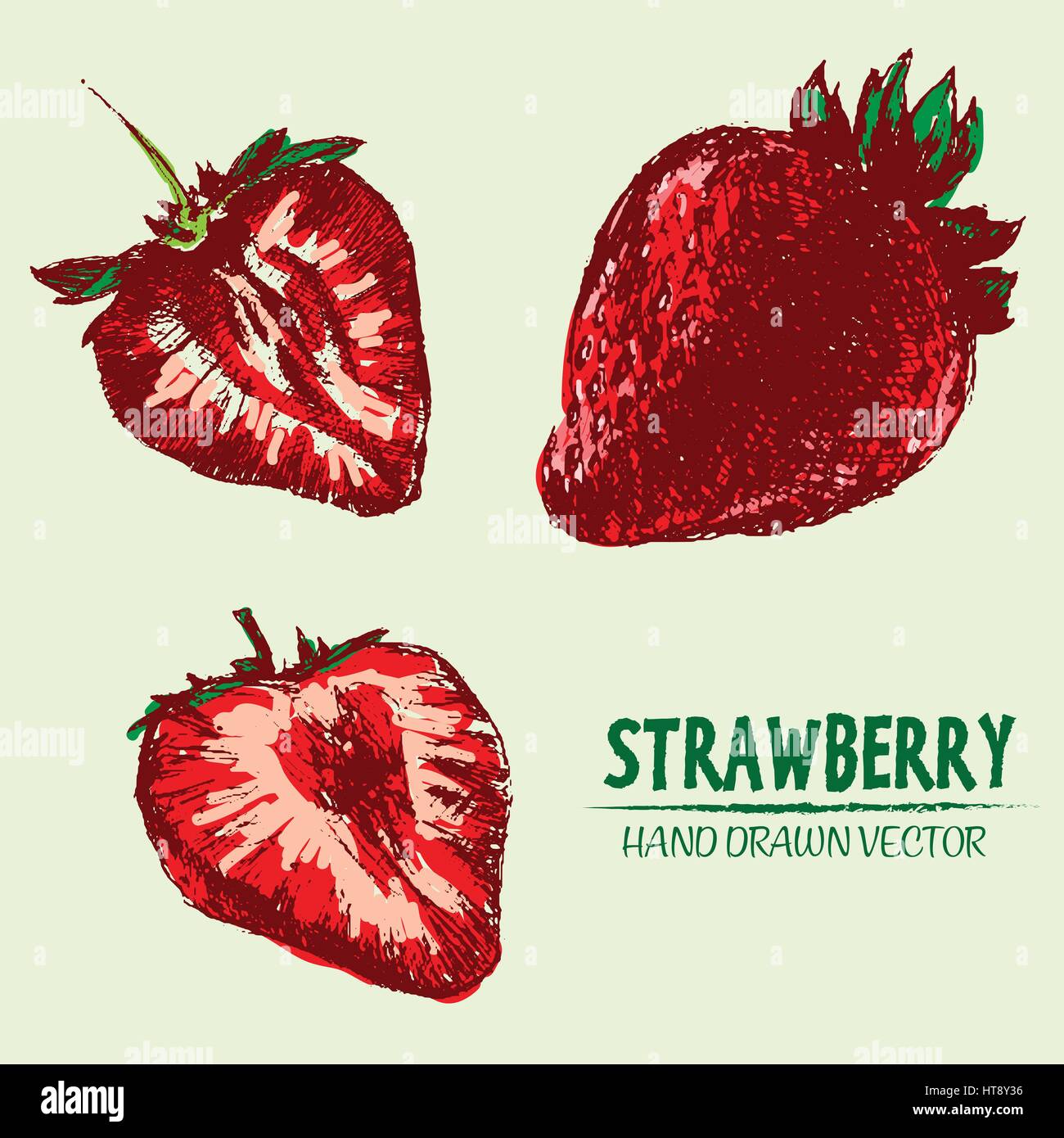 Digital vector detailed color strawberry hand drawn retro illustration ...