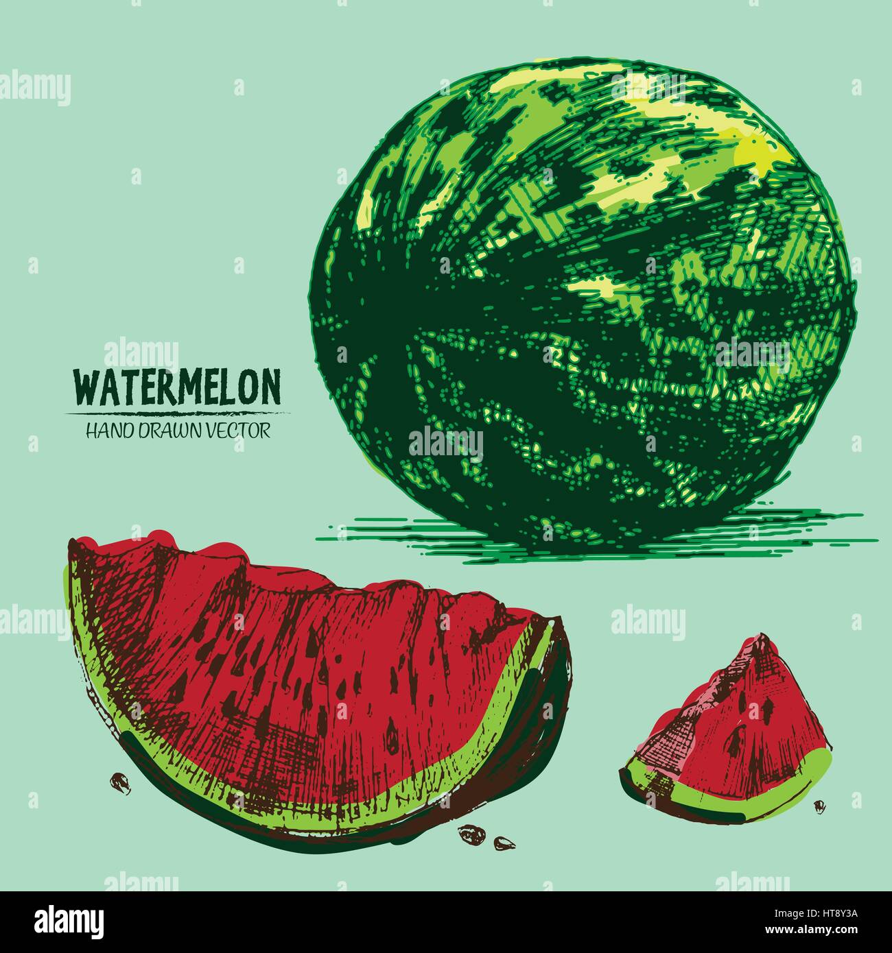 Digital vector detailed color watermelon hand drawn retro illustration ...
