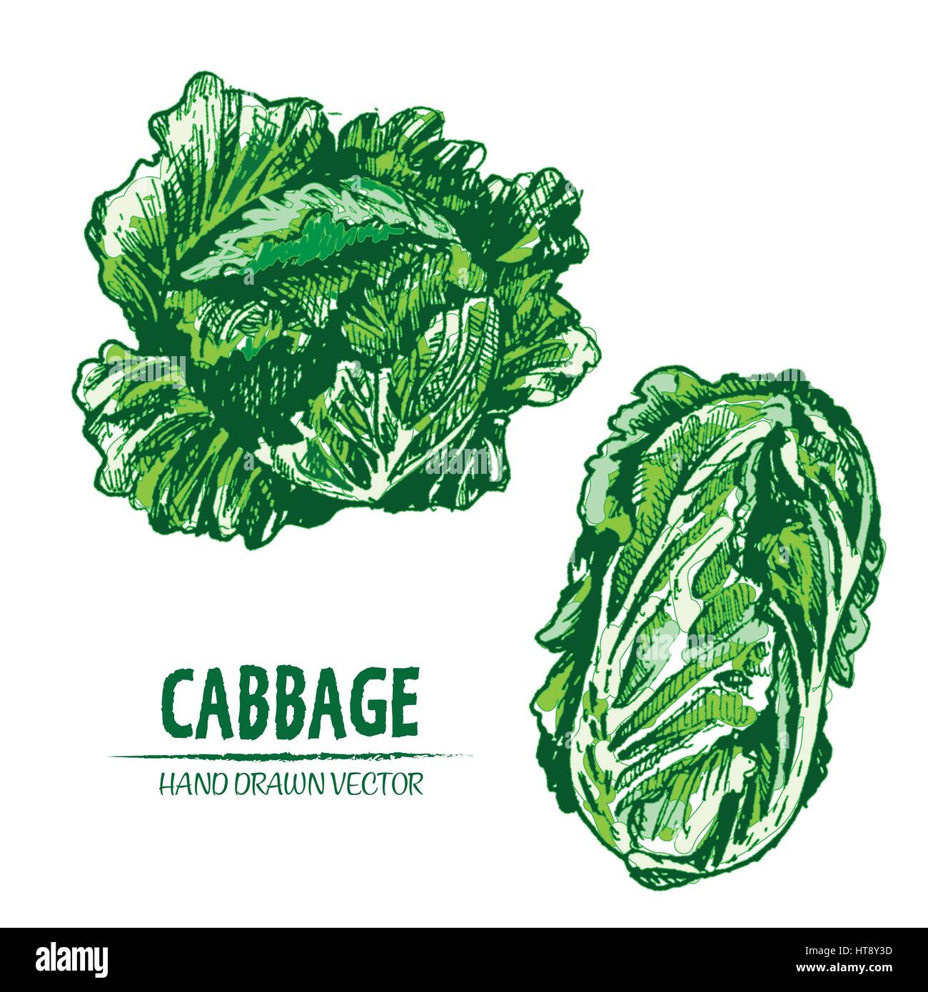Digital vector detailed color cabbage hand drawn retro illustration ...