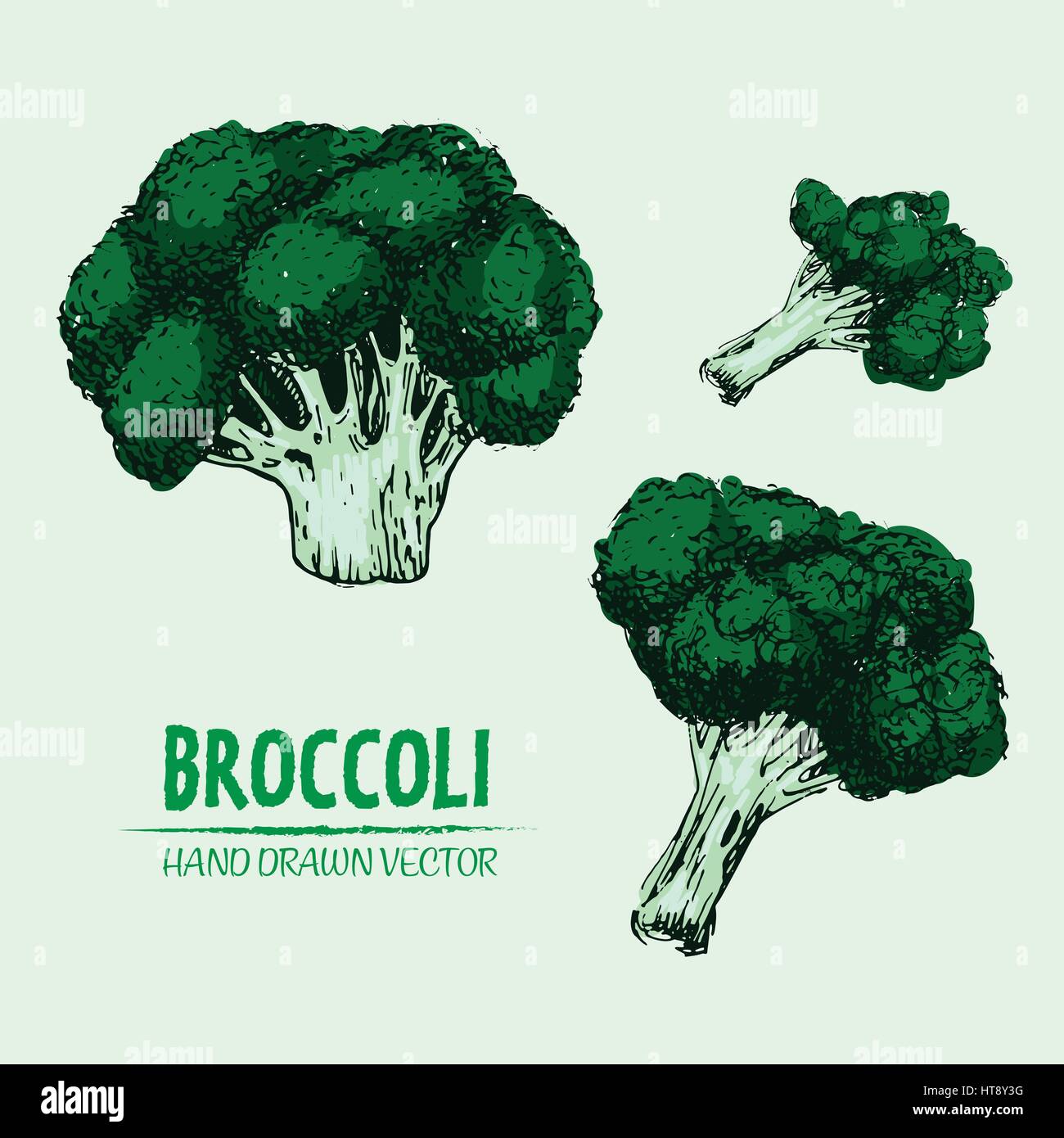Digital vector detailed color broccoli hand drawn retro illustration ...