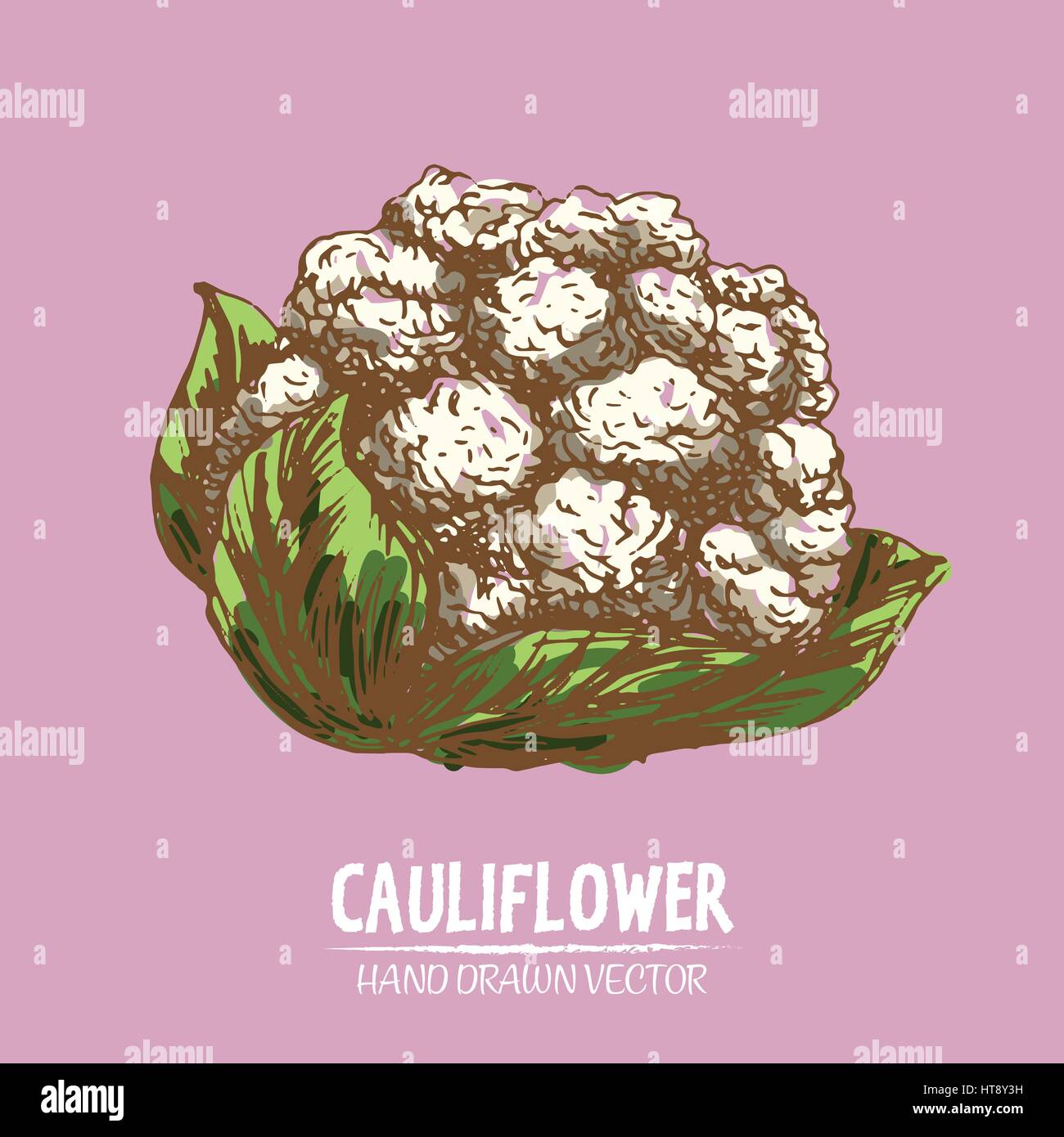 Digital vector detailed color cauliflower hand drawn retro illustration ...