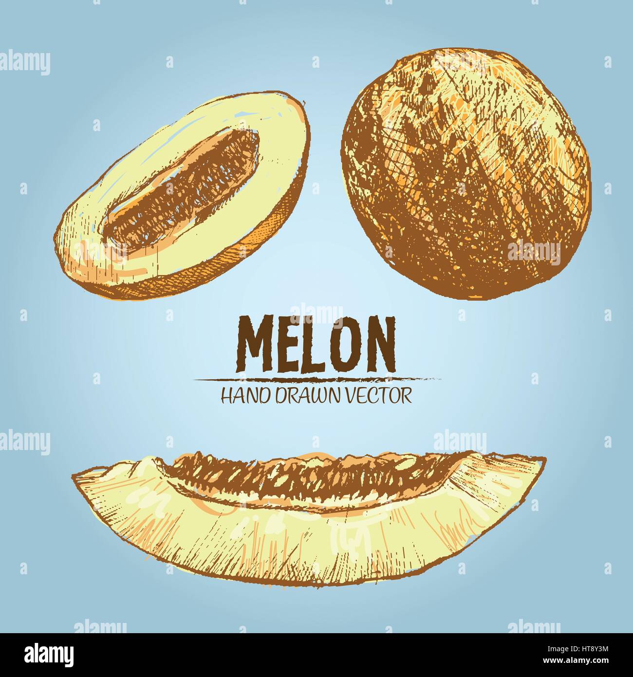 Digital vector detailed color melon hand drawn retro illustration ...