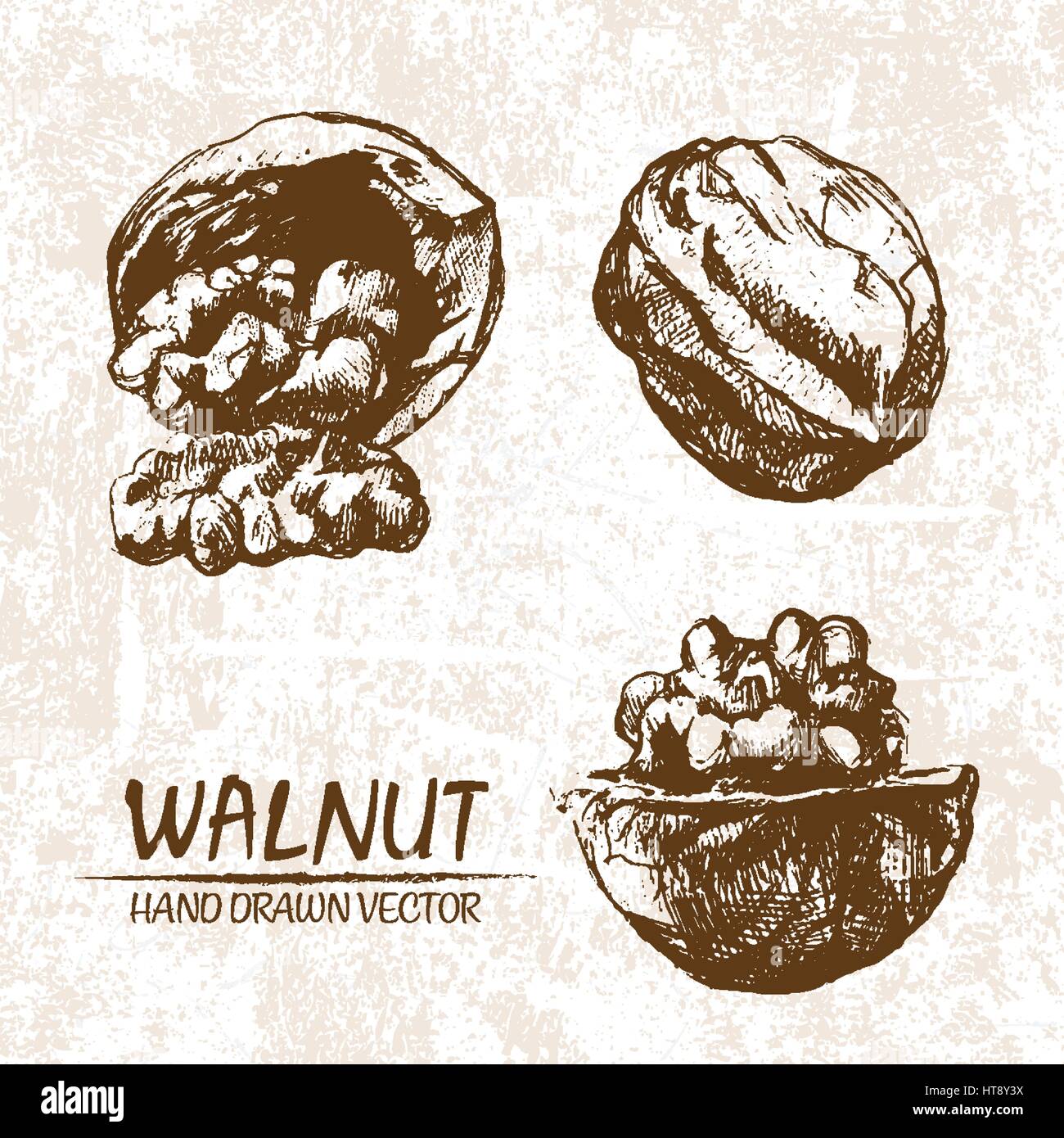 Digital vector detailed walnut hand drawn retro illustration collection ...