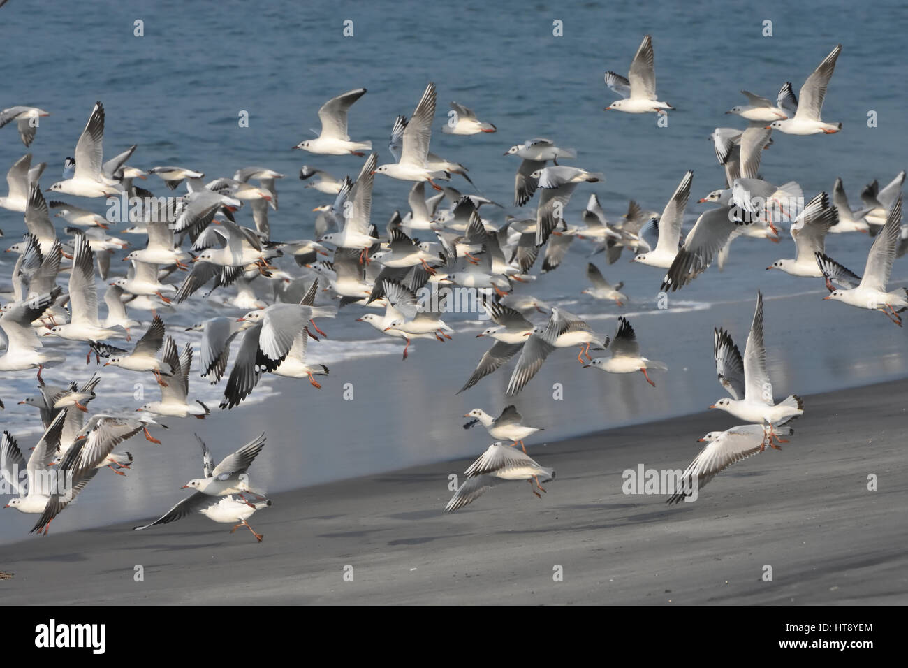 Seagulls, Great black-backed gull Stock Photo - Alamy