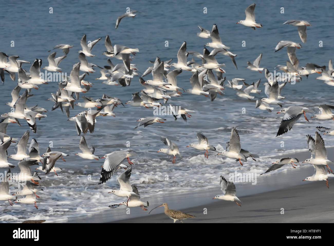Seagulls, Great black-backed gull Stock Photo - Alamy