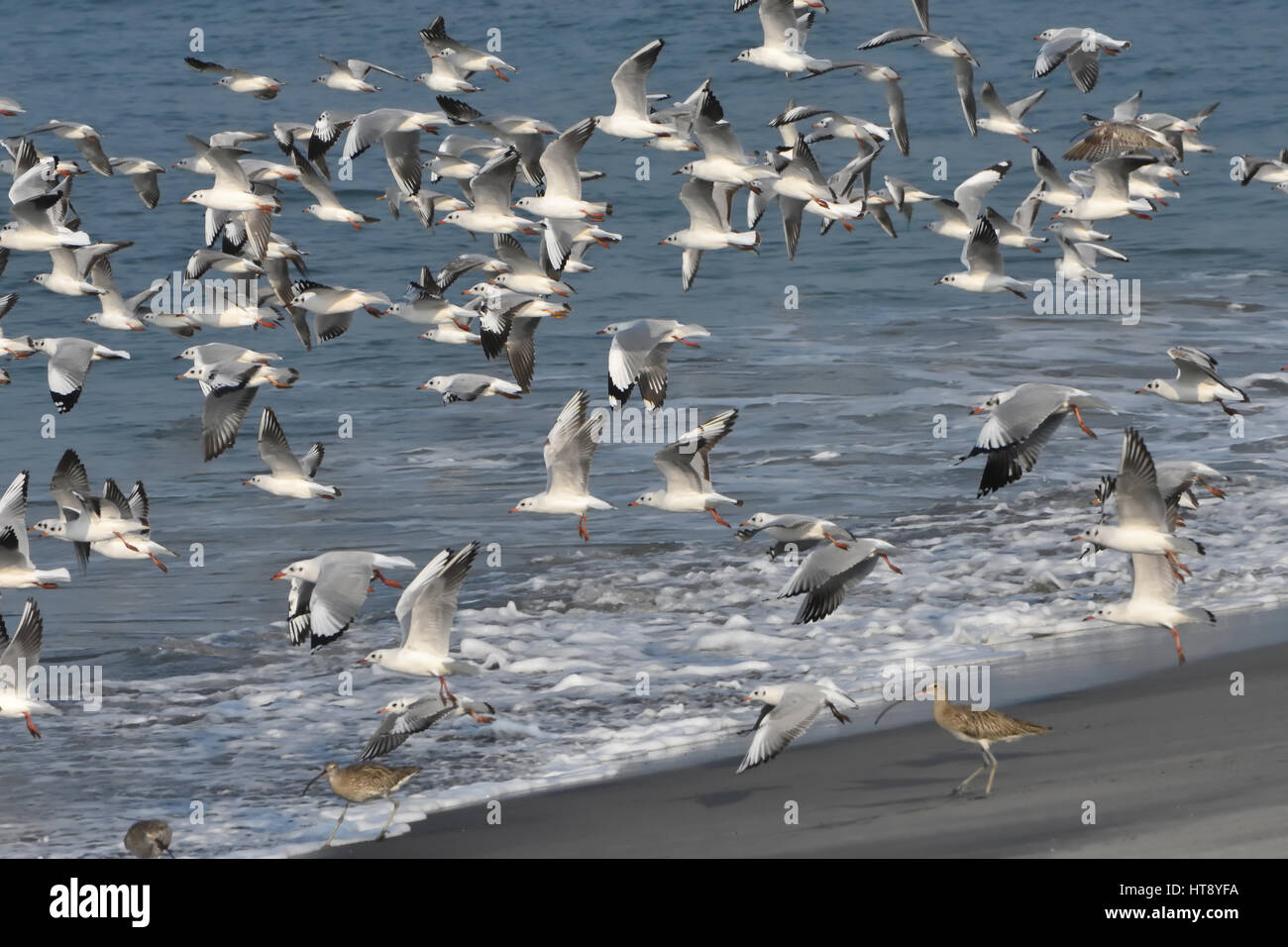 Gulls of india hi-res stock photography and images - Alamy