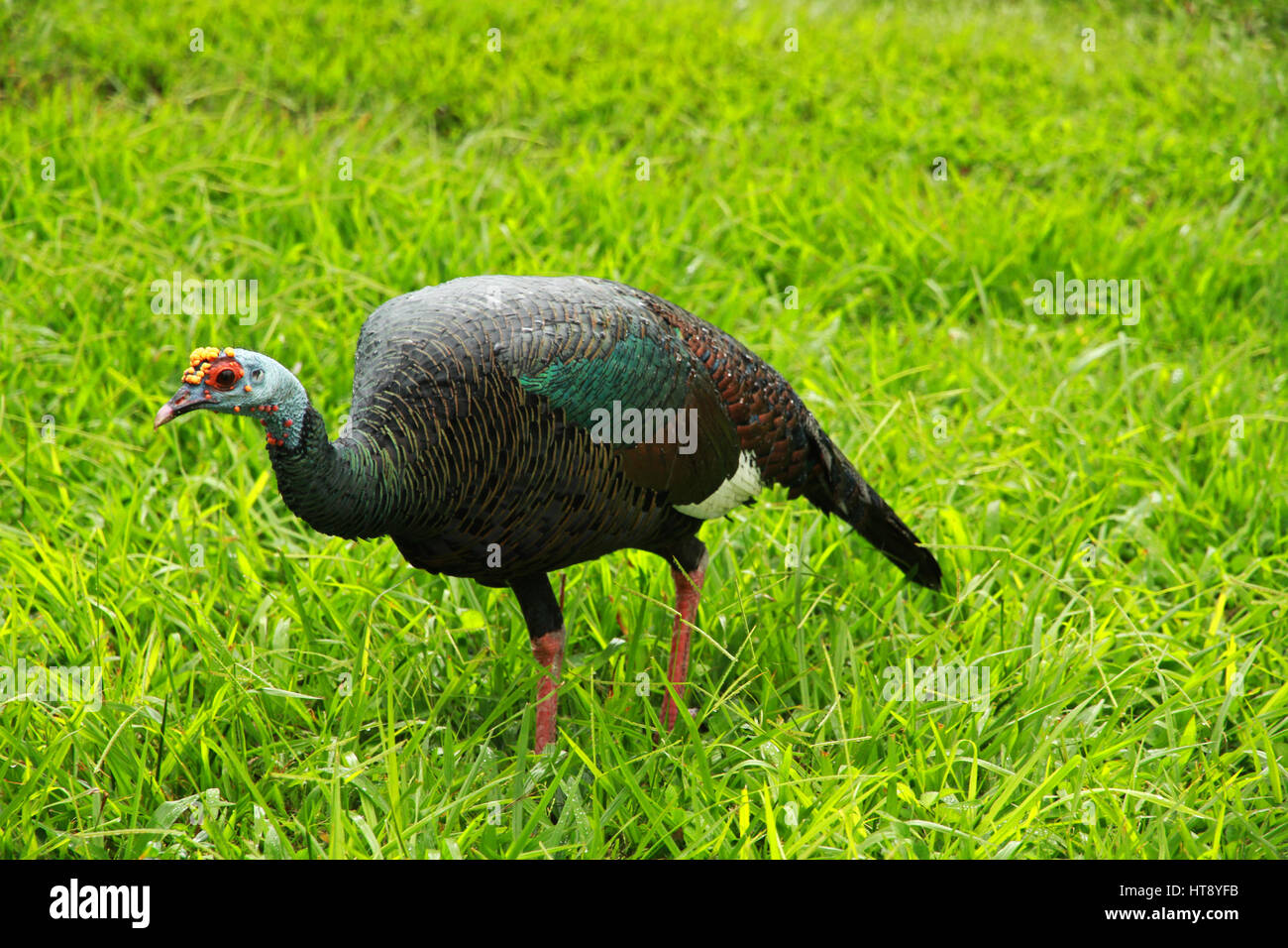 Ocellated turkey / Tikal, Guatemala Stock Photo - Alamy