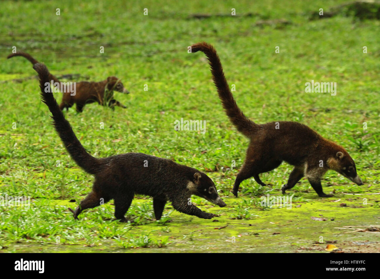 Coati / Tikal, Guatemala Stock Photo - Alamy