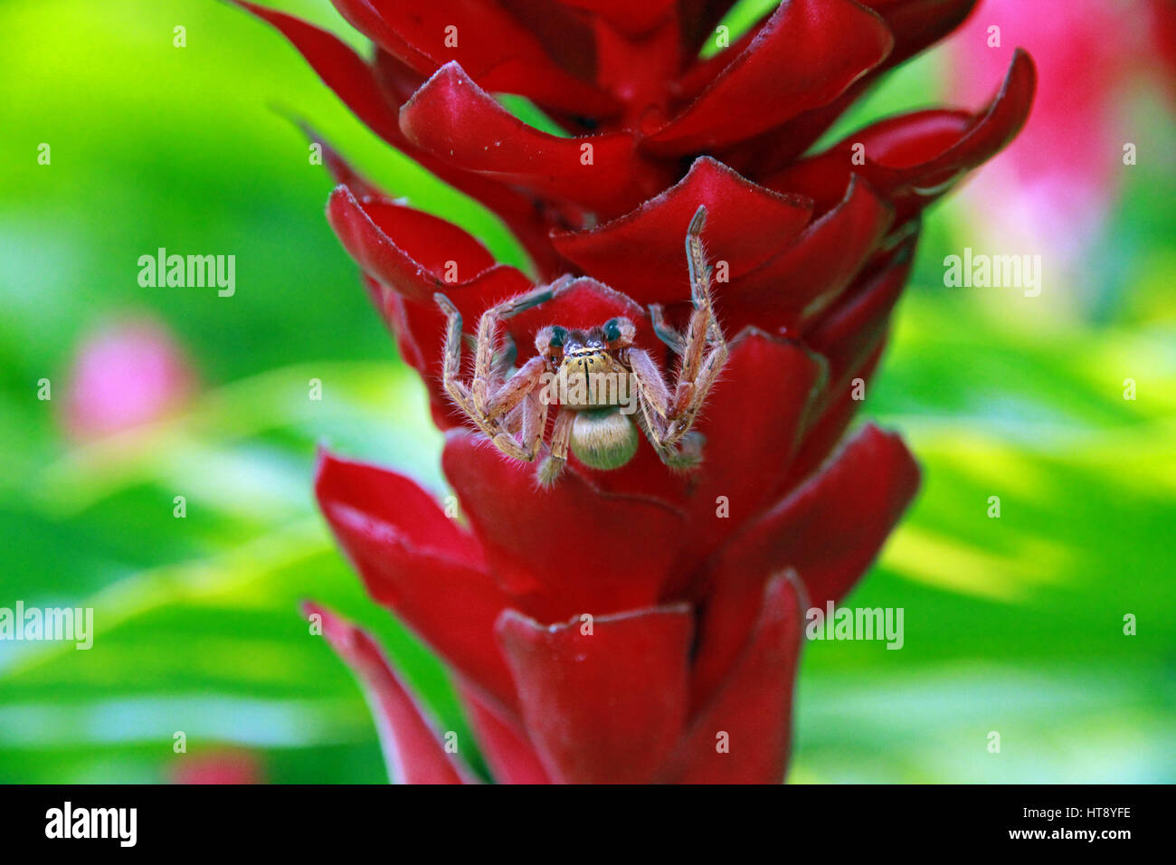 Spider, Peten Itza, Guatemala Stock Photo - Alamy