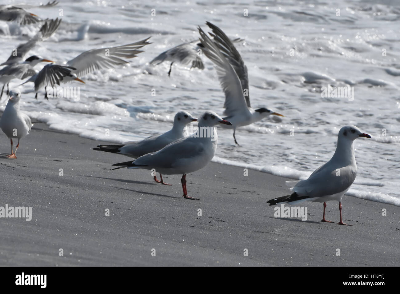 Gulls of india hi-res stock photography and images - Alamy