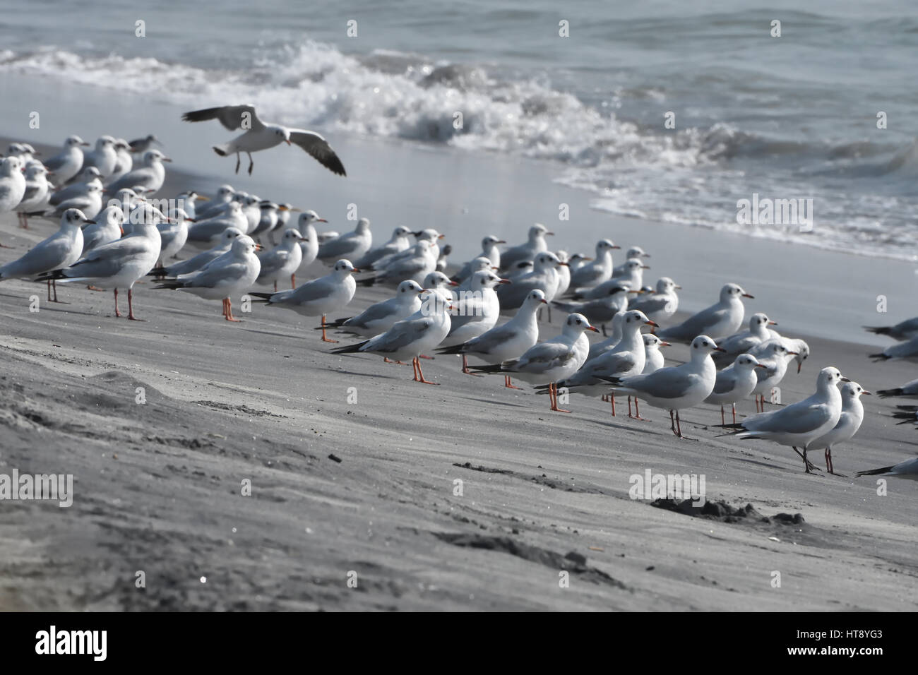 Seagulls, Great black-backed gull Stock Photo - Alamy