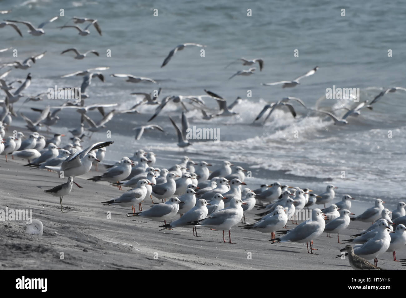 Seagulls, Great black-backed gull Stock Photo - Alamy