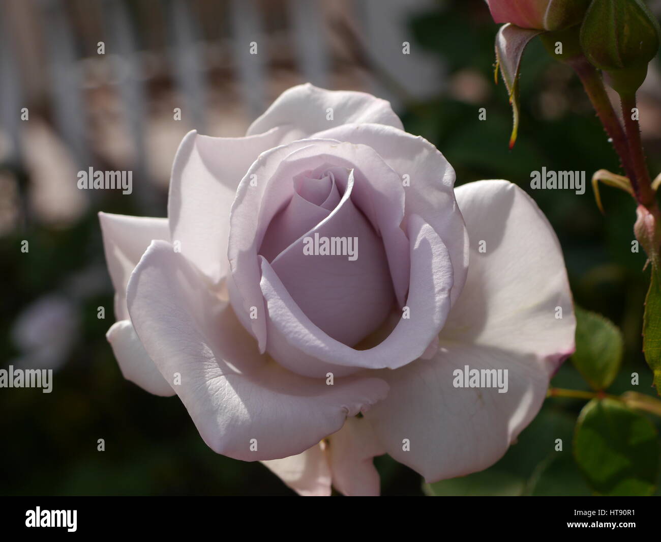 roses from the san mateo rose garden in california Stock Photo - Alamy