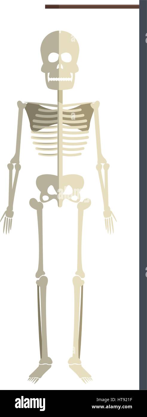 Medical Skeleton icon Stock Vector Image & Art - Alamy