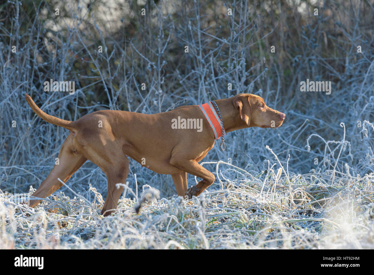 German vizsla in winter hi-res stock photography and images - Alamy