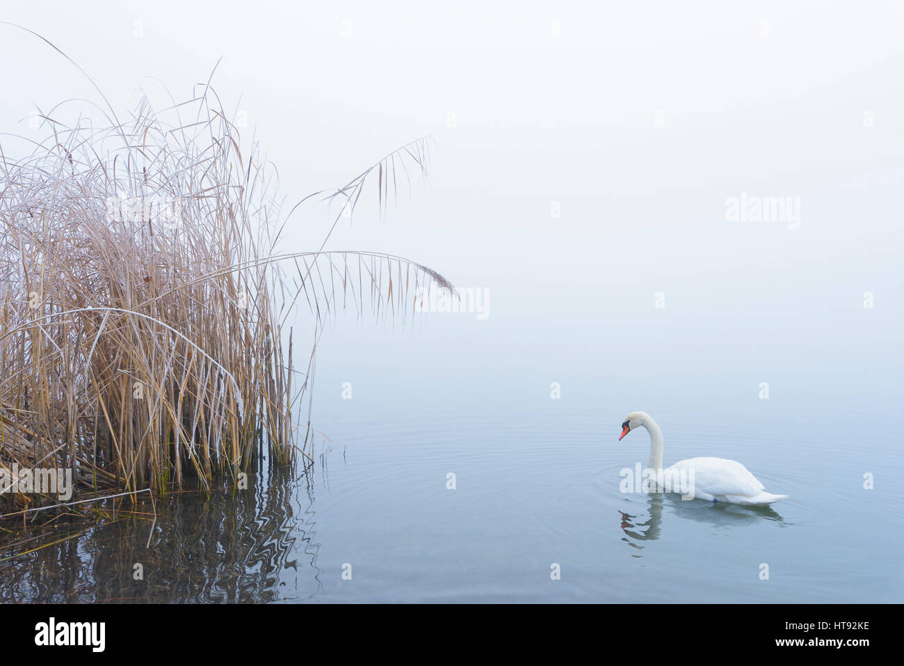 Mute Swan on Lake in Winter, Hesse, Germany Stock Photo - Alamy