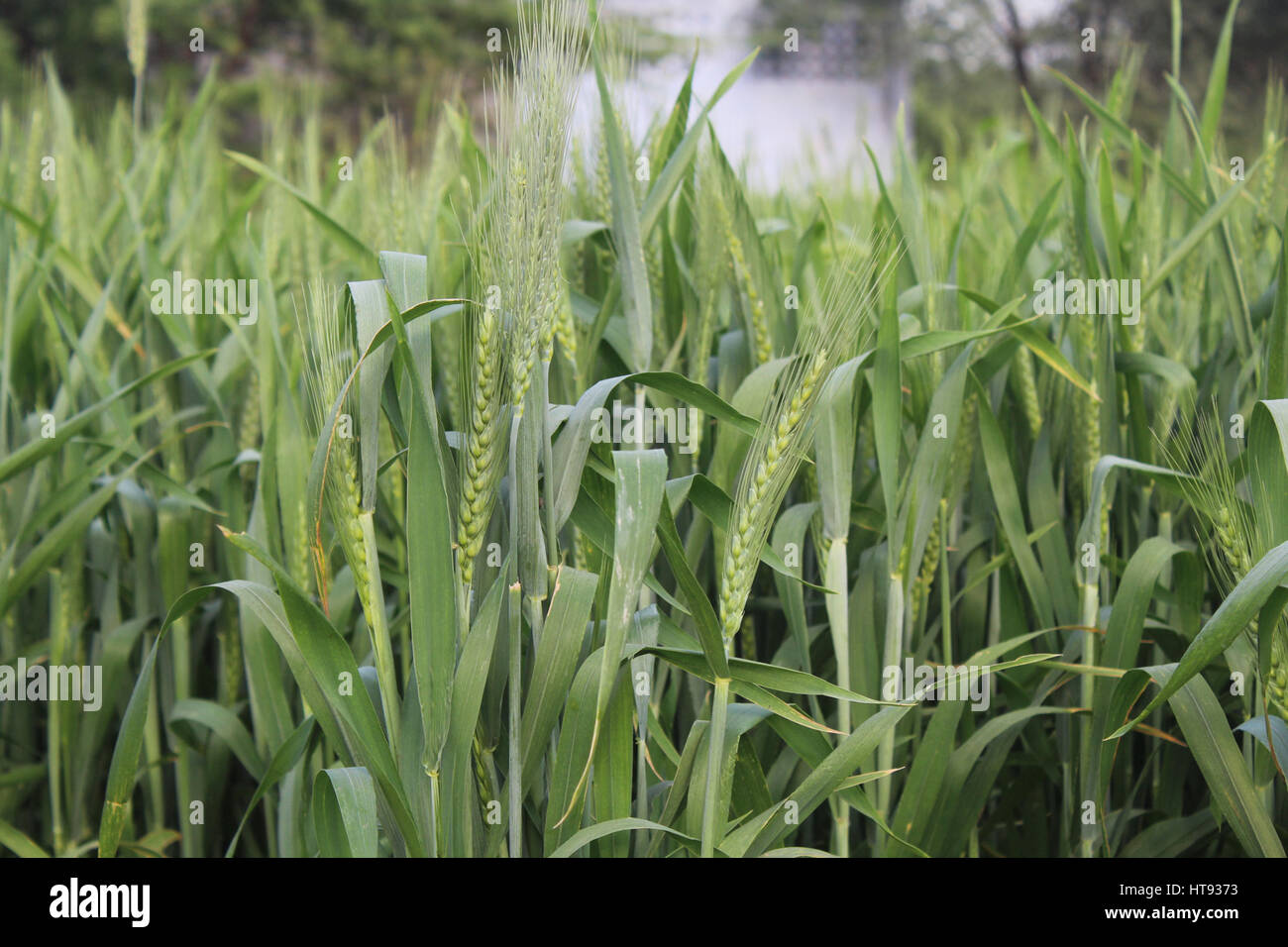 Harvesting crops in india hi-res stock photography and images - Alamy