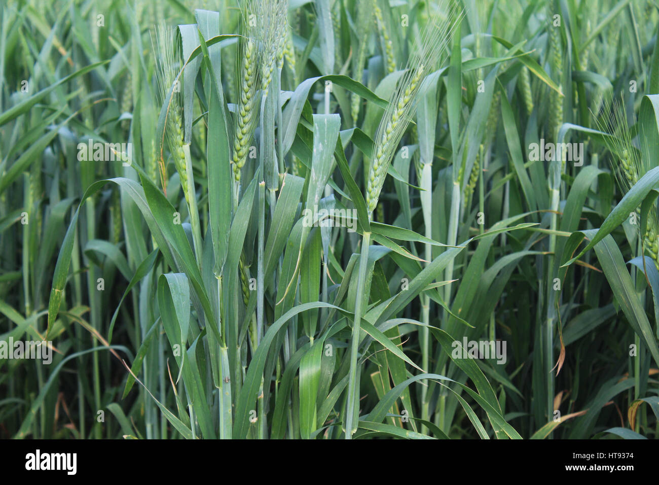 Cultivated wheat crops hi-res stock photography and images - Alamy