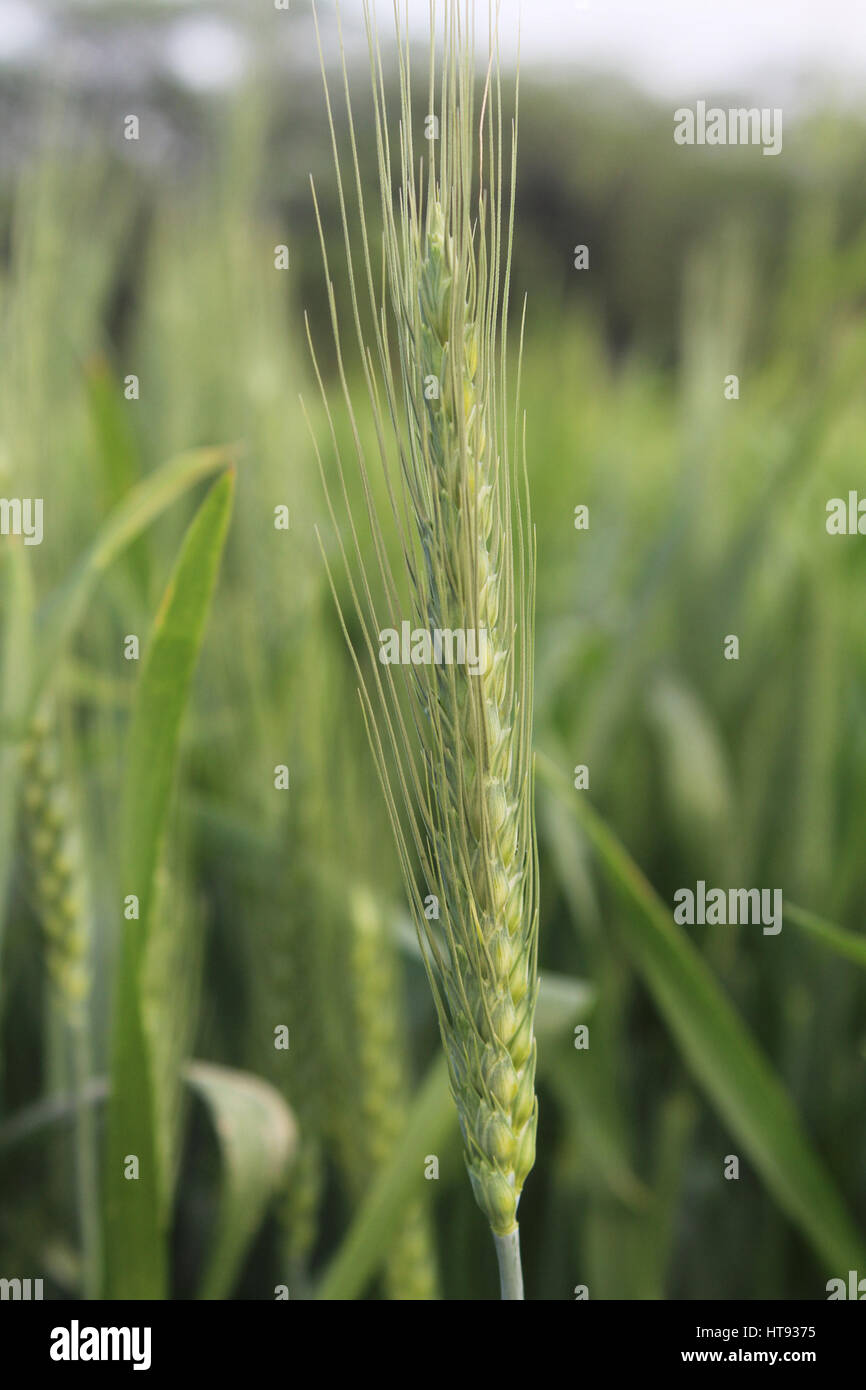 wheat crop india Stock Photo - Alamy