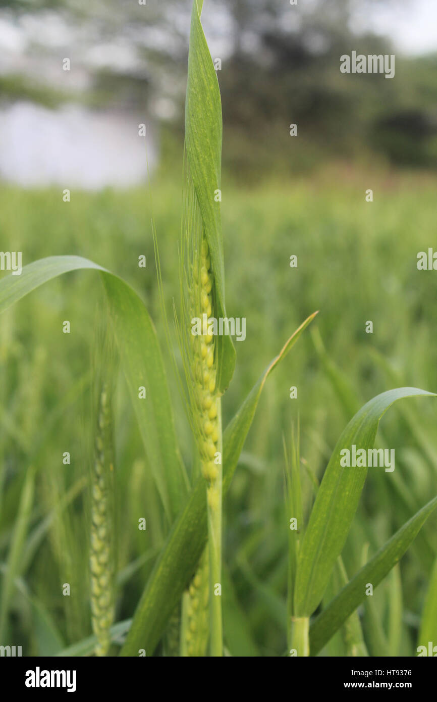 wheat crop india Stock Photo - Alamy