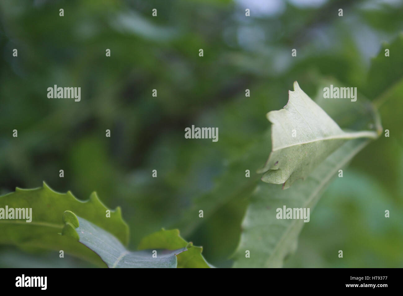 indian plant tree Stock Photo - Alamy