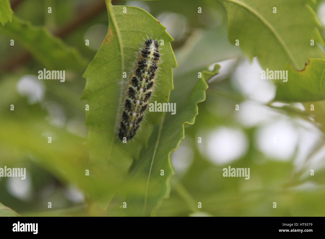 Indian plant hi-res stock photography and images - Alamy