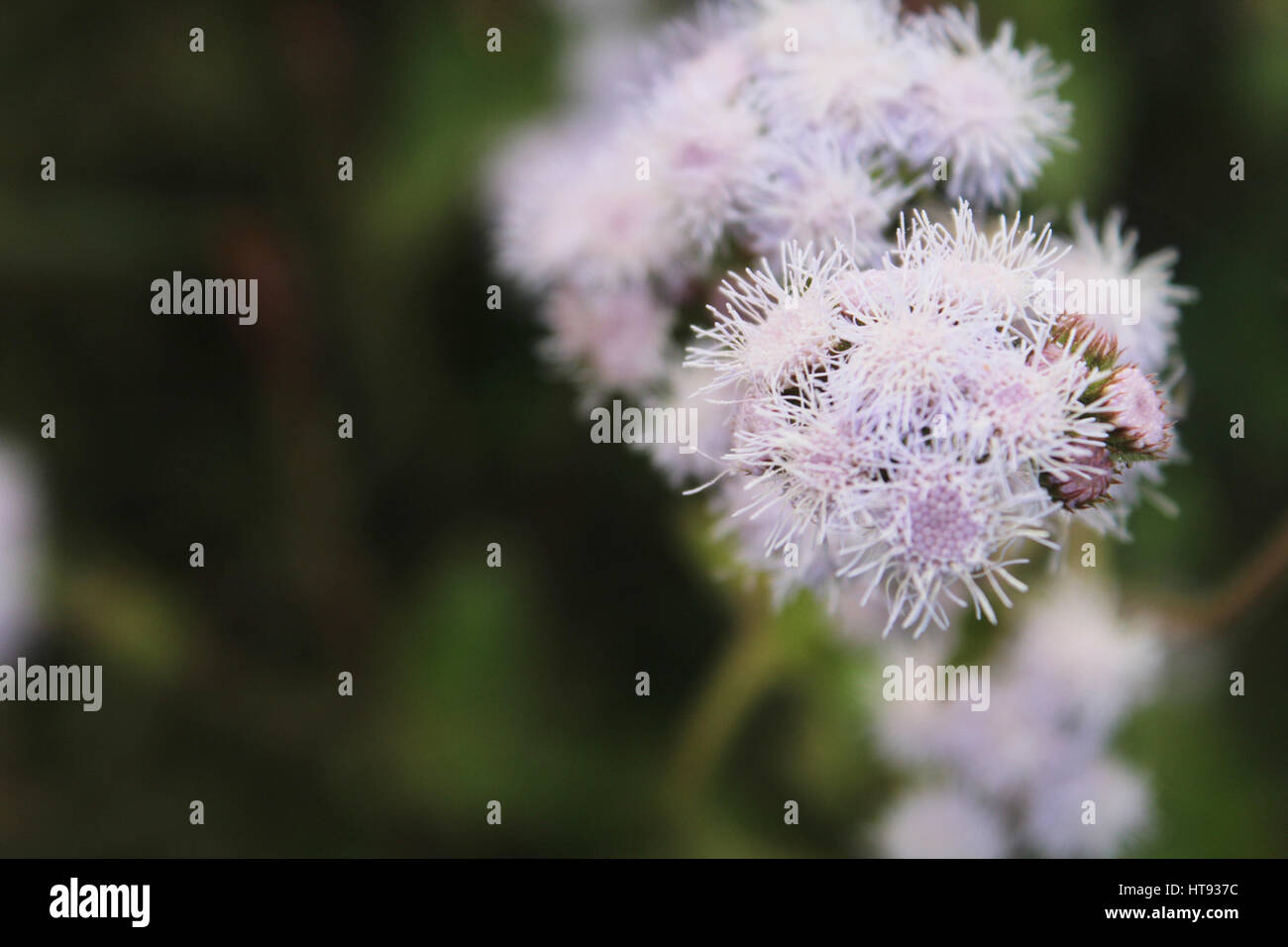 Indian park and garden scene hi-res stock photography and images - Alamy