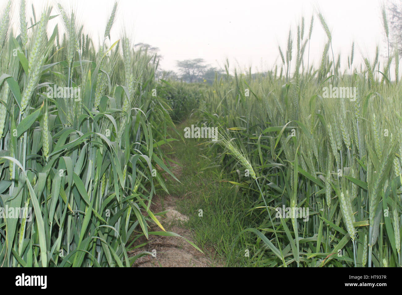 rual indian wheat Stock Photo - Alamy