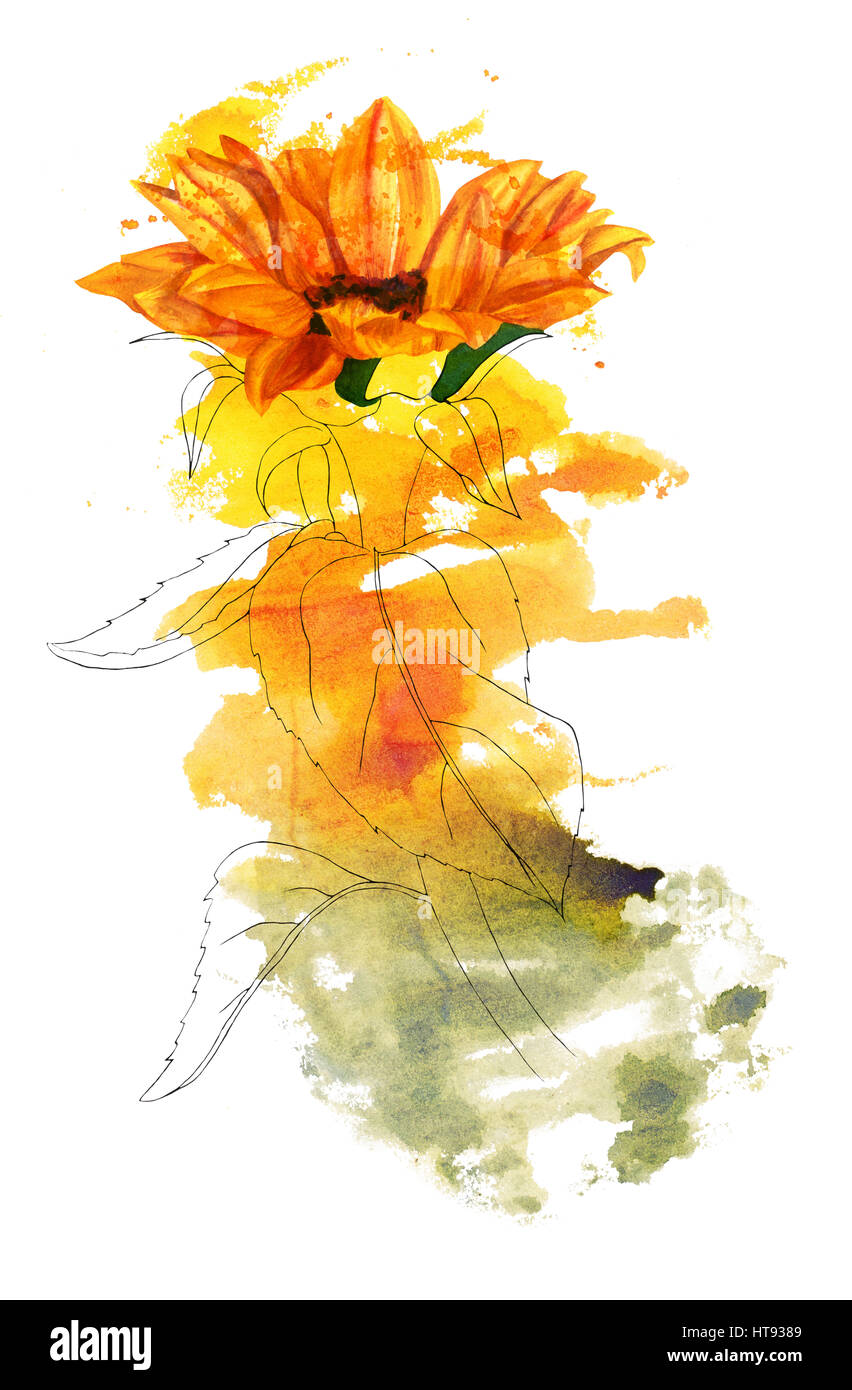 Pen, ink and watercolour sunflower on textured stain Stock Photo - Alamy