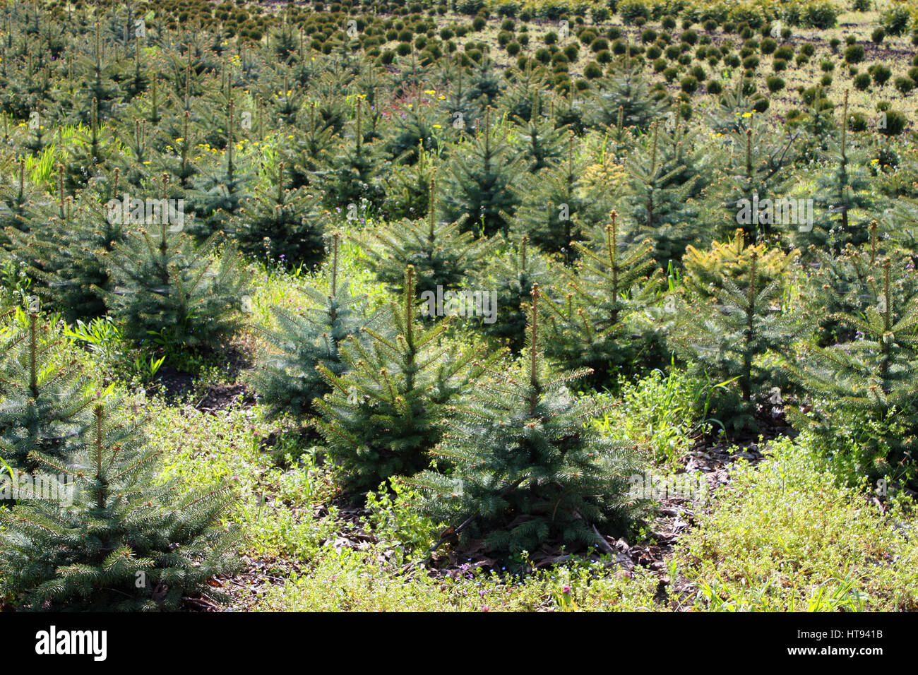 A beautifully shaped Blue Spruce, Treeseedlings.Northern Caucasus ...