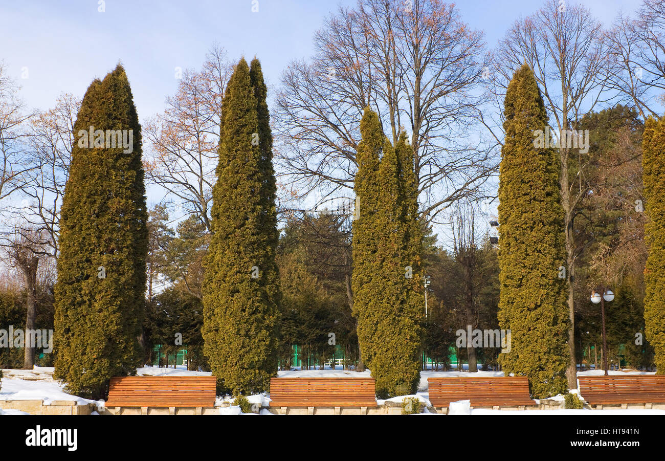 Caucasian cypress trees in the Winter park, Kislovodsk, Northern ...