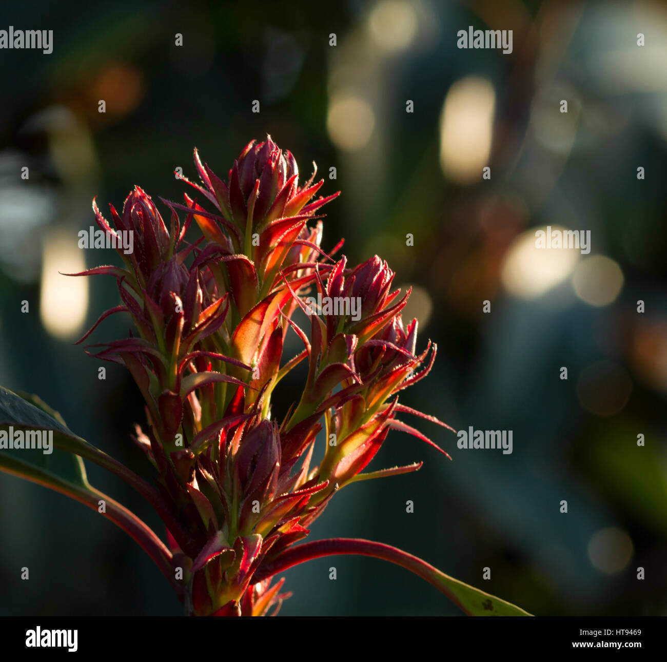 Red and green tree bud and dark natural background with copy space ...