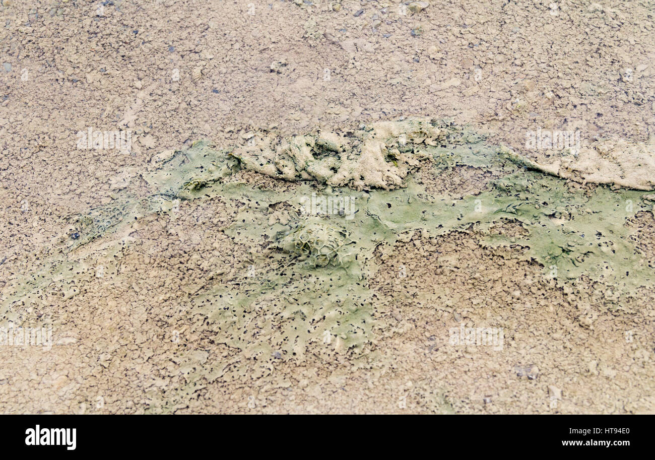 abstract natural background showing organic slime in a water puddle ...