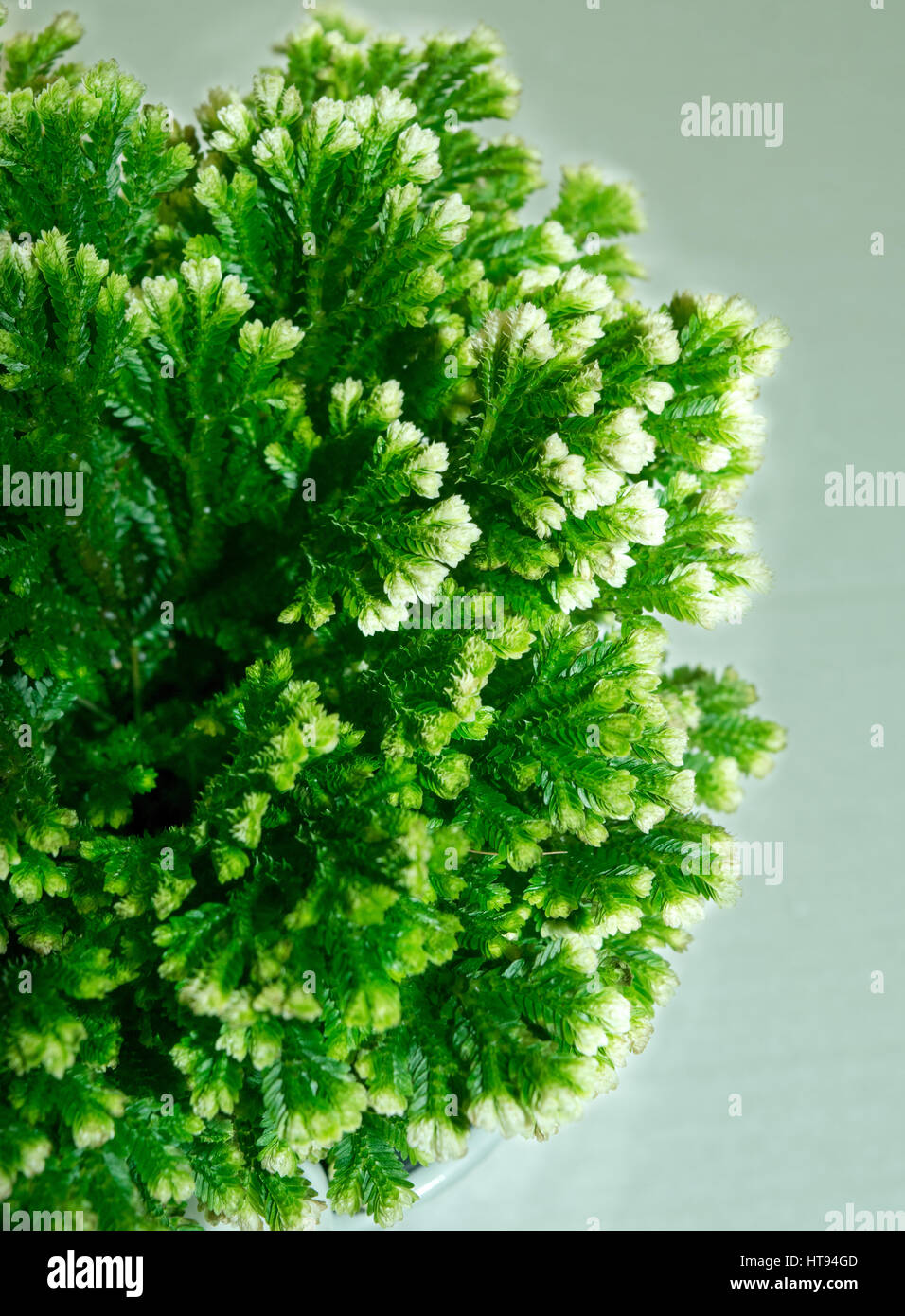 Olant hi-res stock photography and images - Alamy