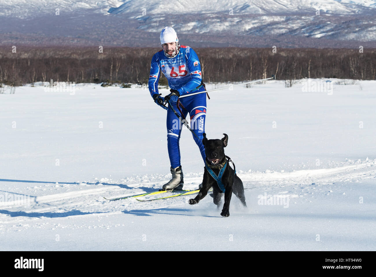 Sportsman skier-racer Klimov Ivan and sled dog metis Butch. Skijoring ...