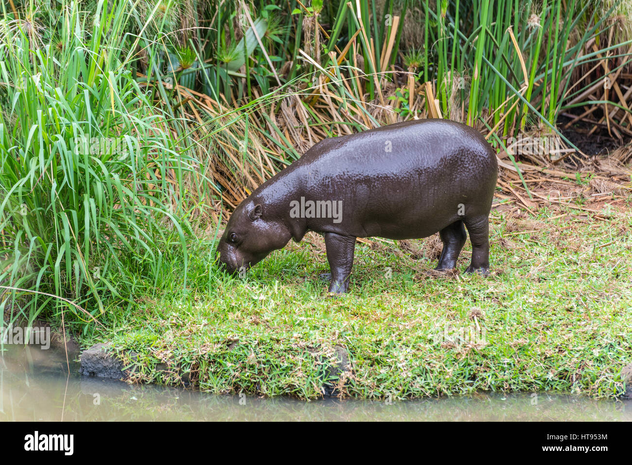 The young behemoth (Hippopotamus amphibius) on the green grass in the ...