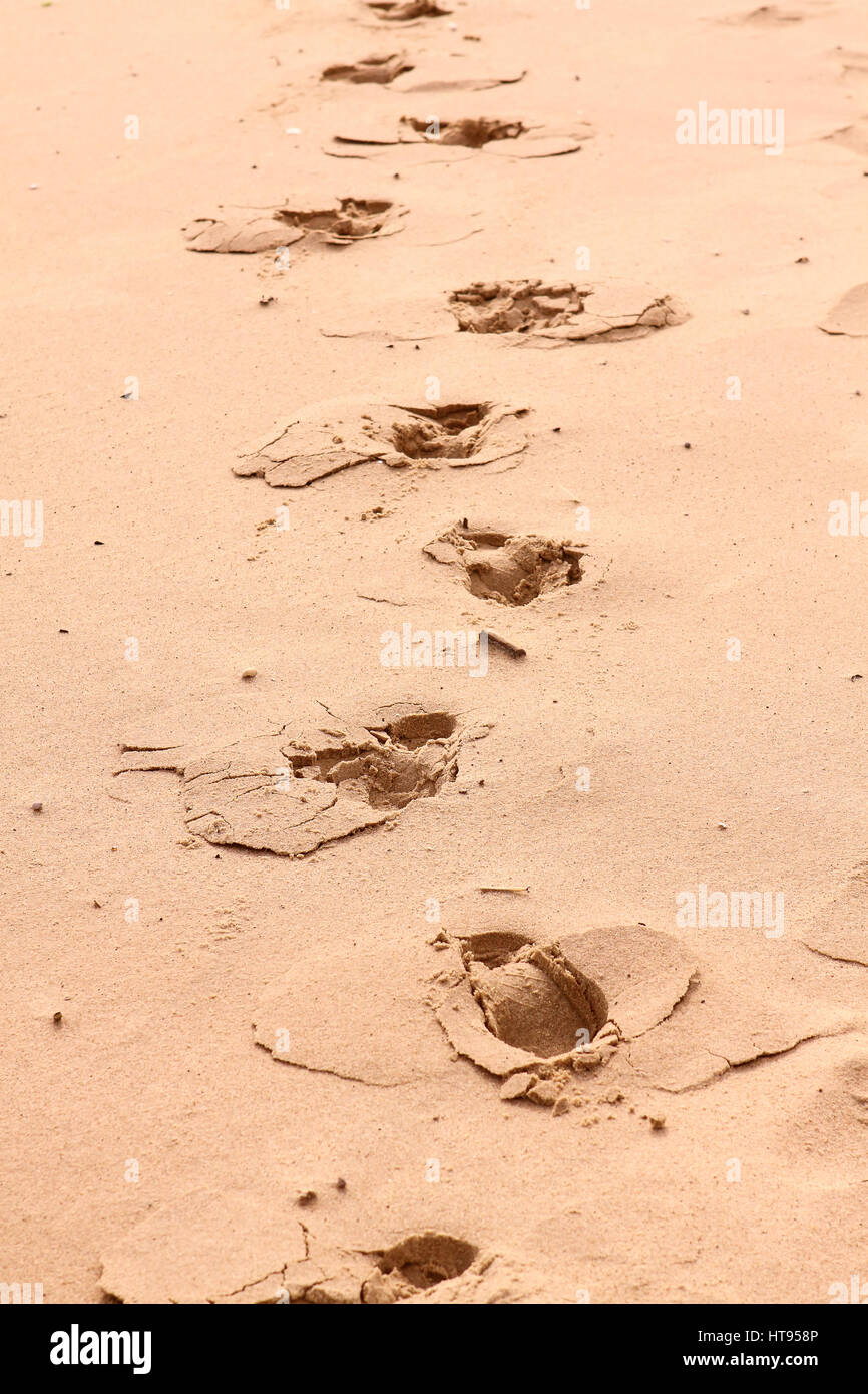 Human shoe foot prints hi-res stock photography and images - Alamy