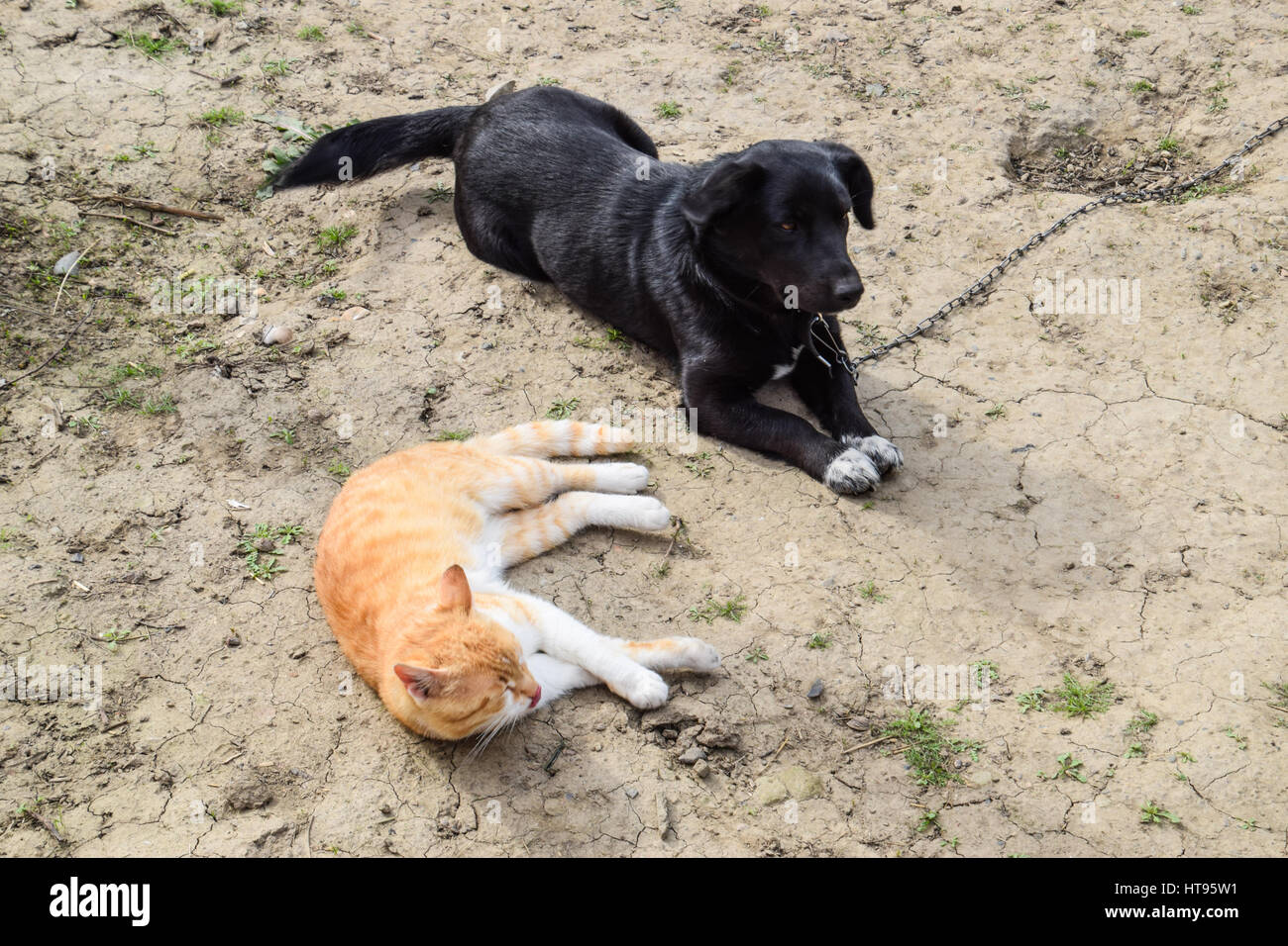 A red cat and a black dog are lying side by side Stock Photo - Alamy