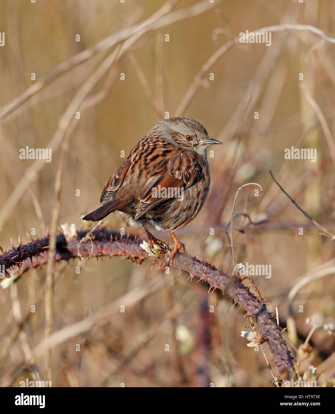 Dunnock (Prunella modularis Stock Photo - Alamy