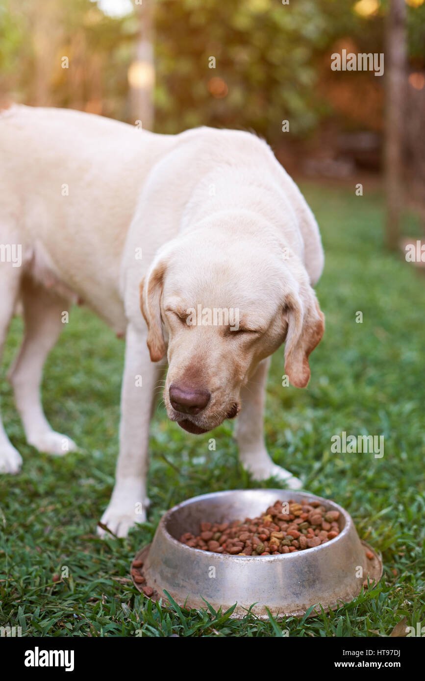 Brown labrador eating outside from metal bowl. Labrador eating teasty ...