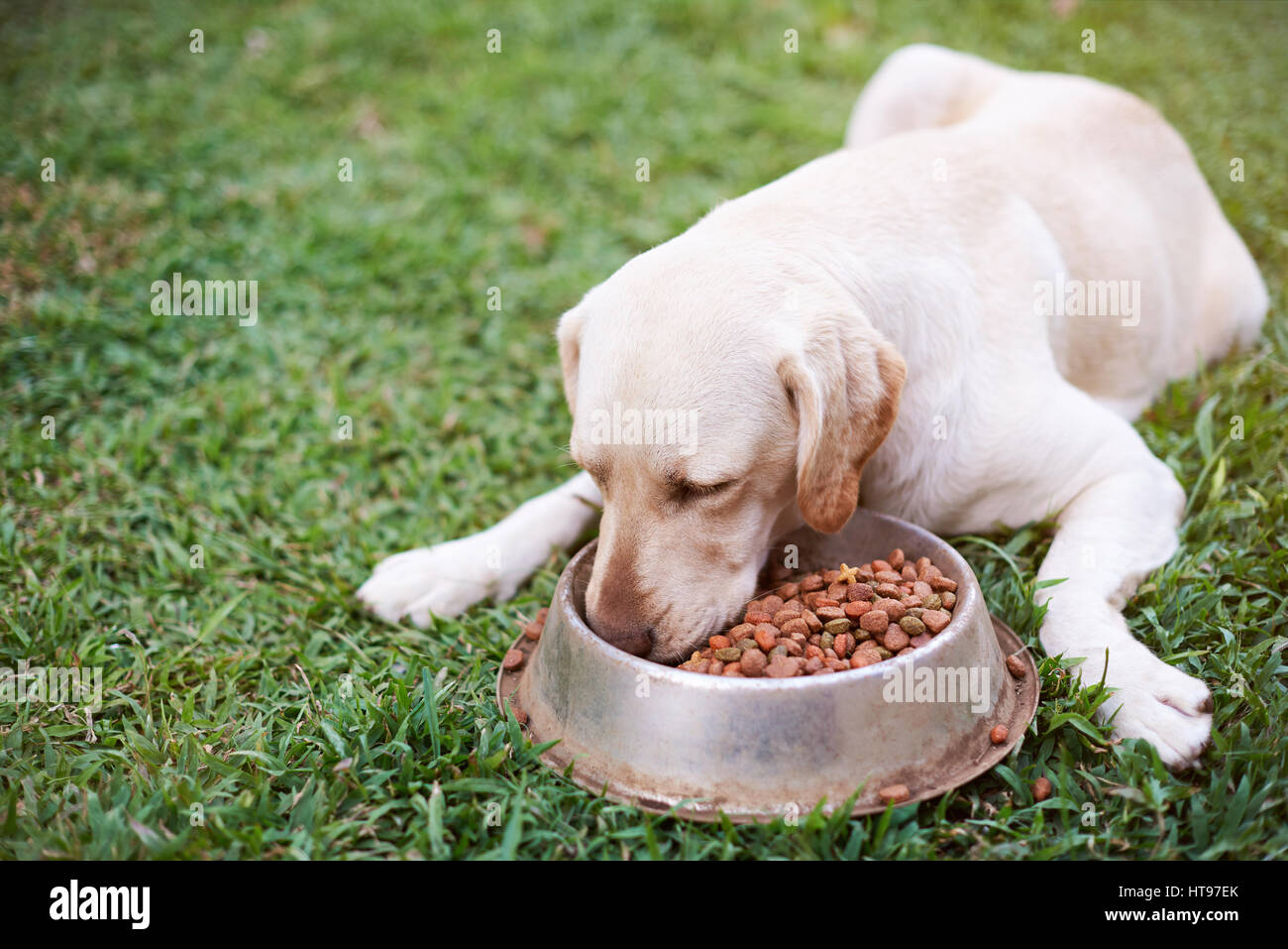 Labrador laying on grass and eat from metal bowl on blurred background ...