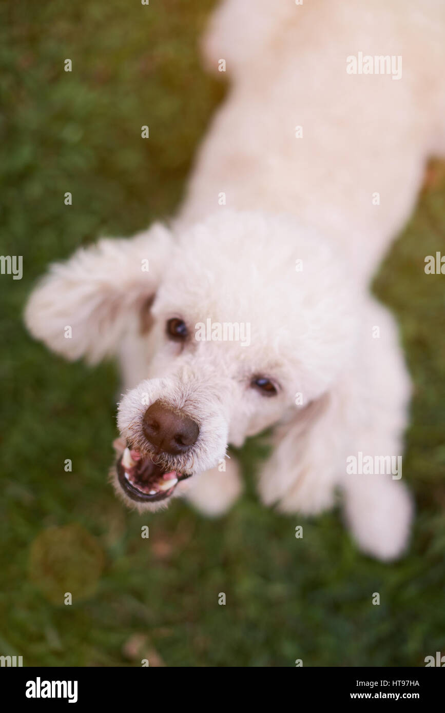 Mouth of barking white poodle standing on green grass. Angry bark white ...