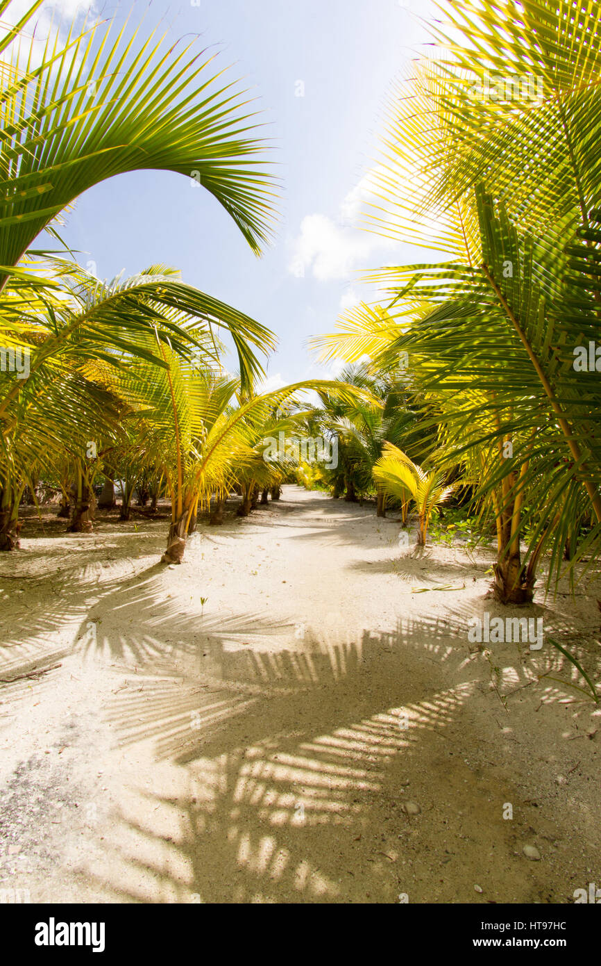 Path through the palm trees at the beach Stock Photo - Alamy