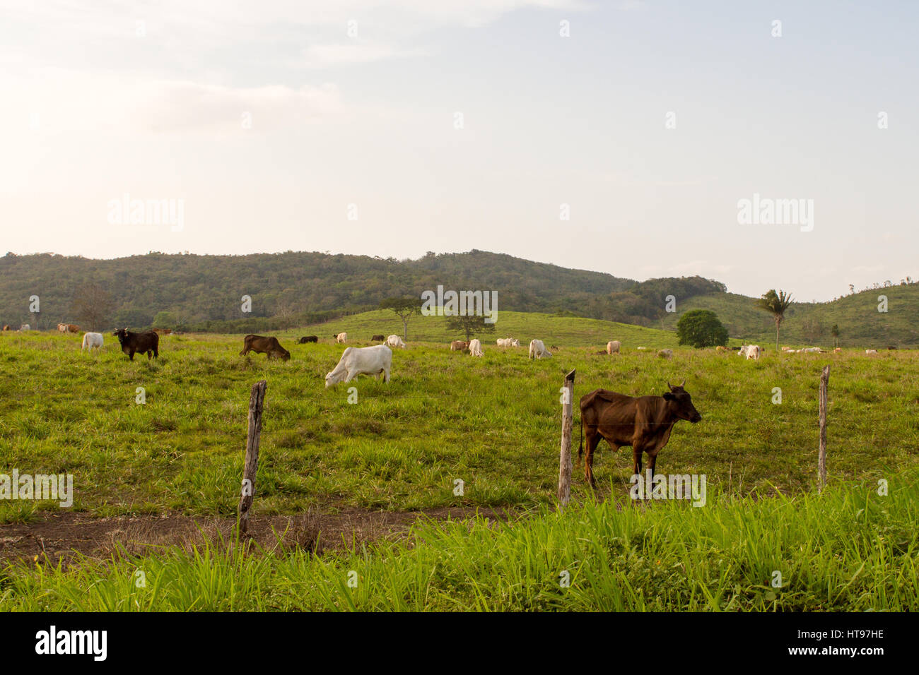 Cattle in pasture in Belize Stock Photo - Alamy