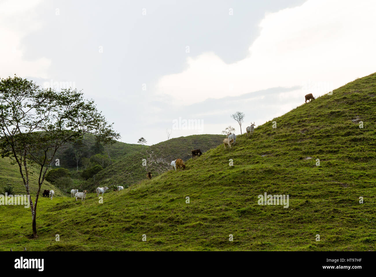 Belize Cattle High Resolution Stock Photography and Images - Alamy